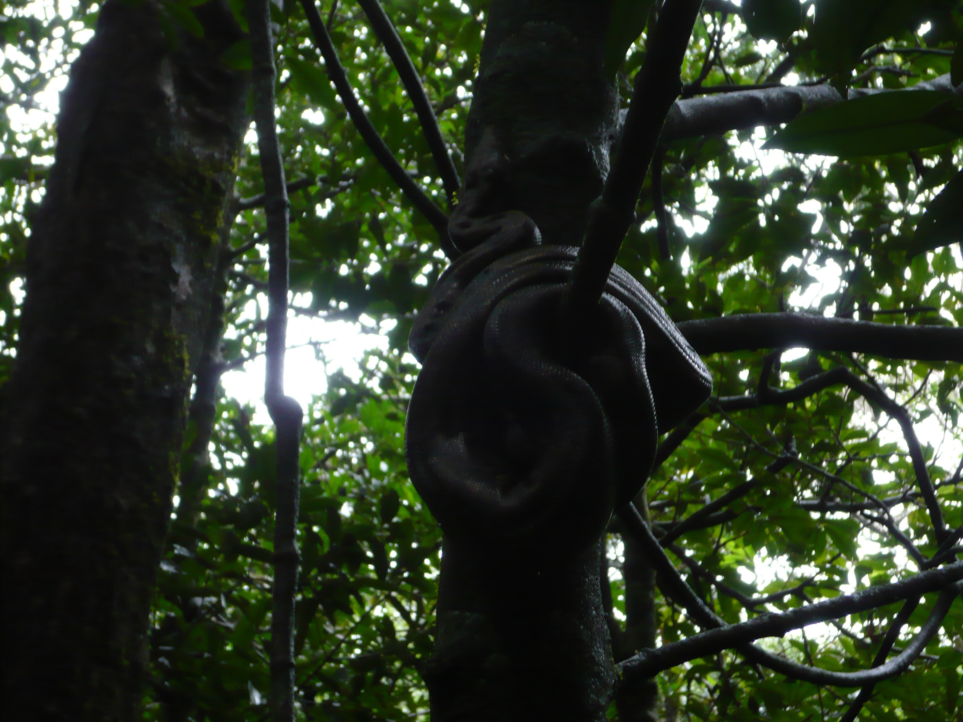 Boa Constrictor asleep in a tree – Michael Nassar