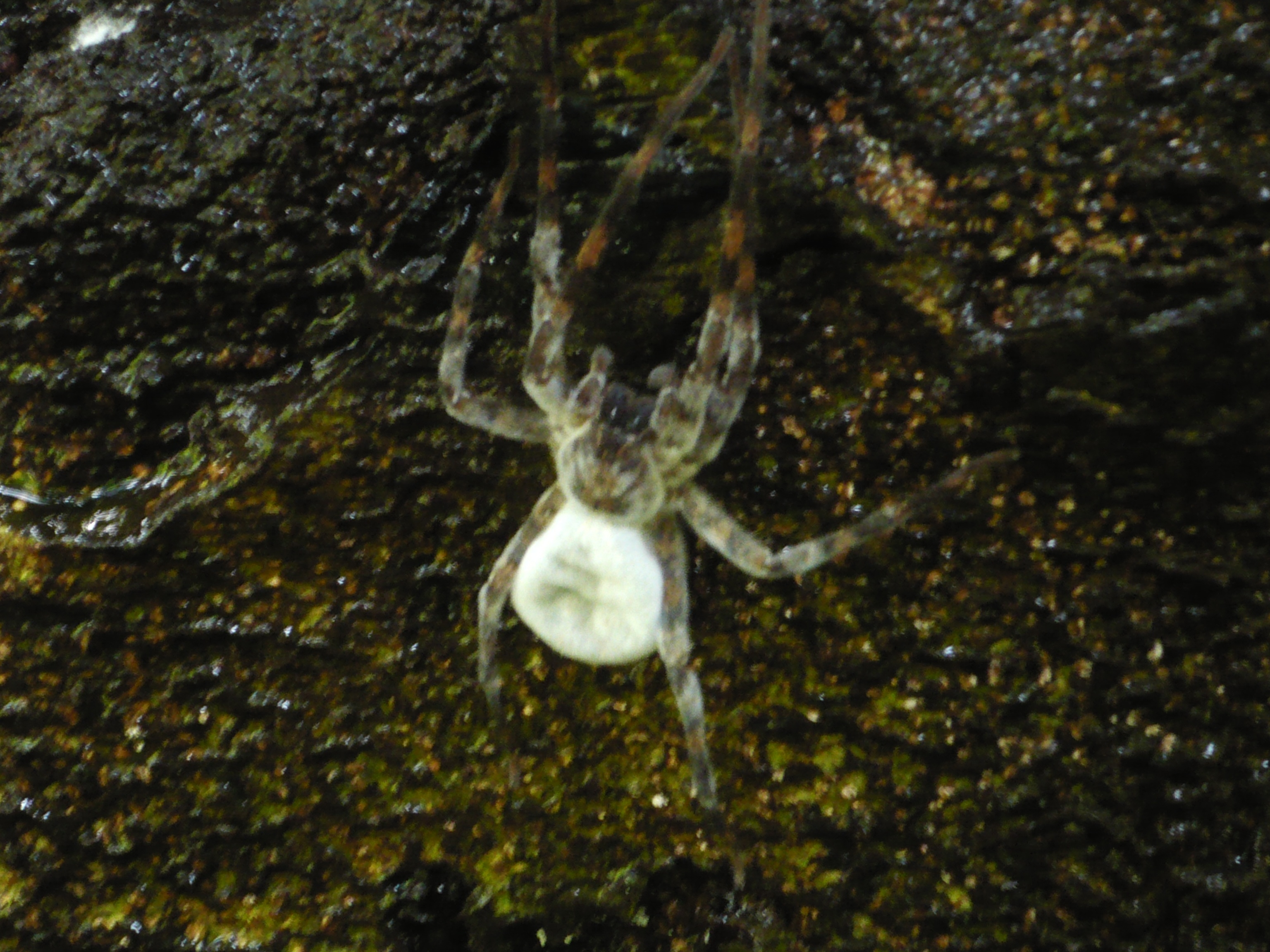 furry spider with distinctive white pouch – Michael Nassar