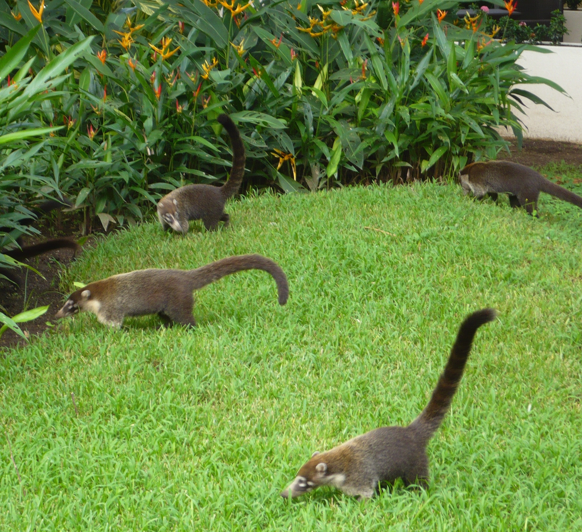 pizote group 1 – Michael Nassar