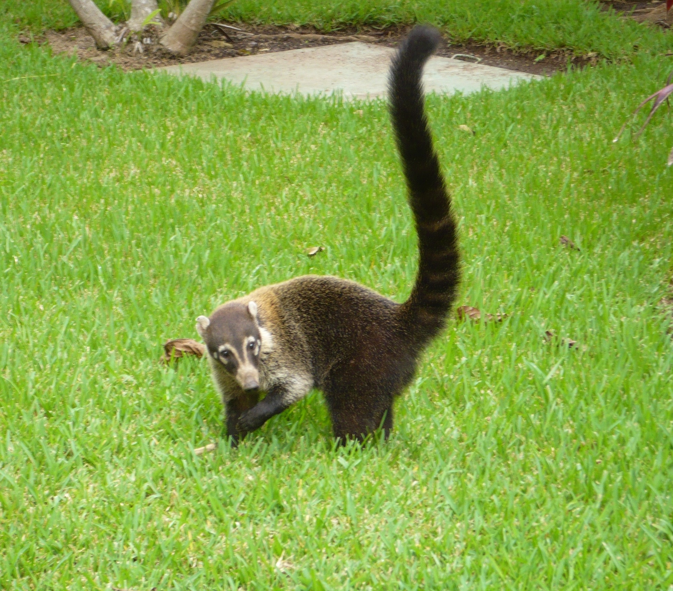 pizote solo 1 – Michael Nassar