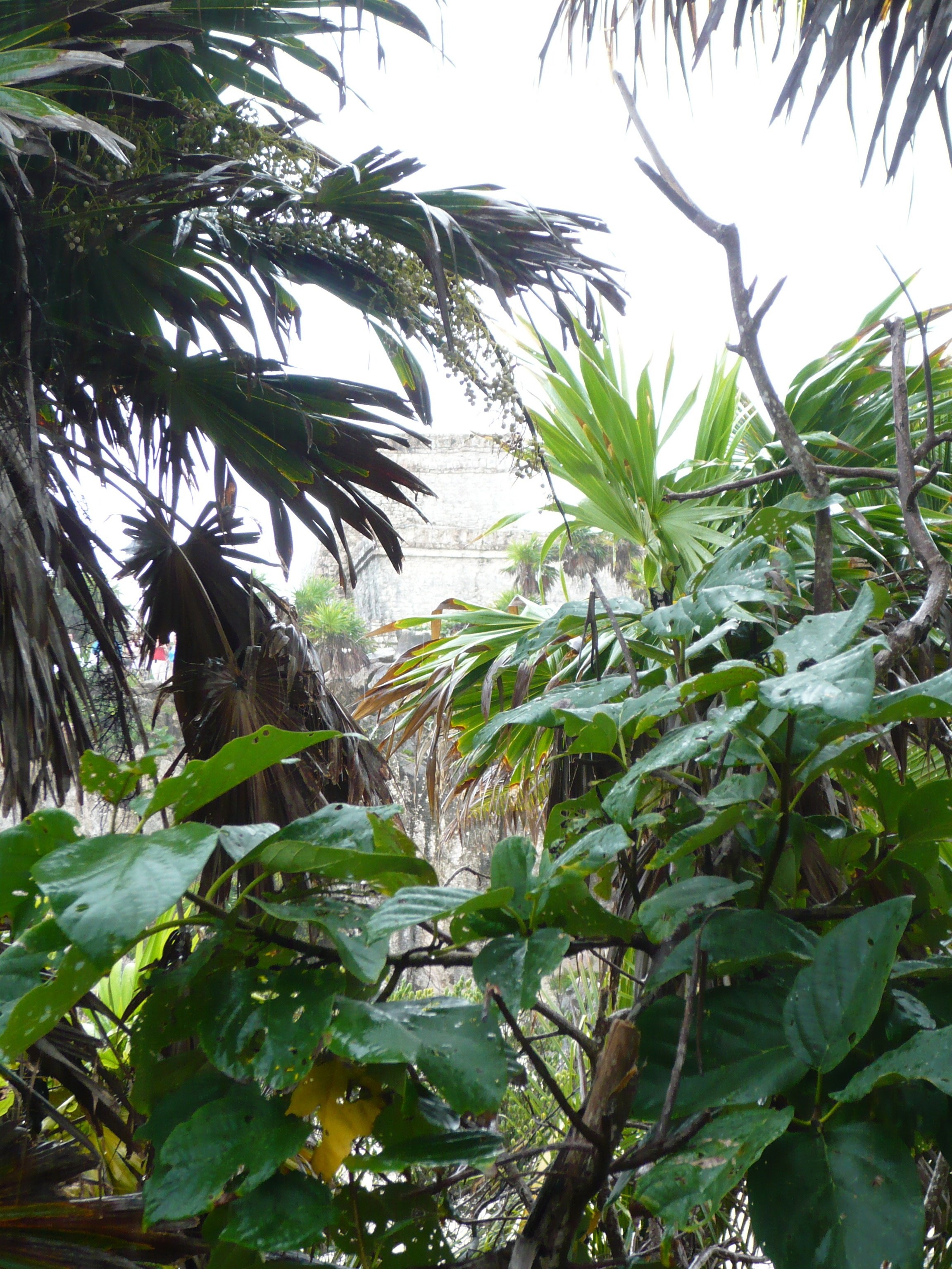tulum mangrove – Michael Nassar