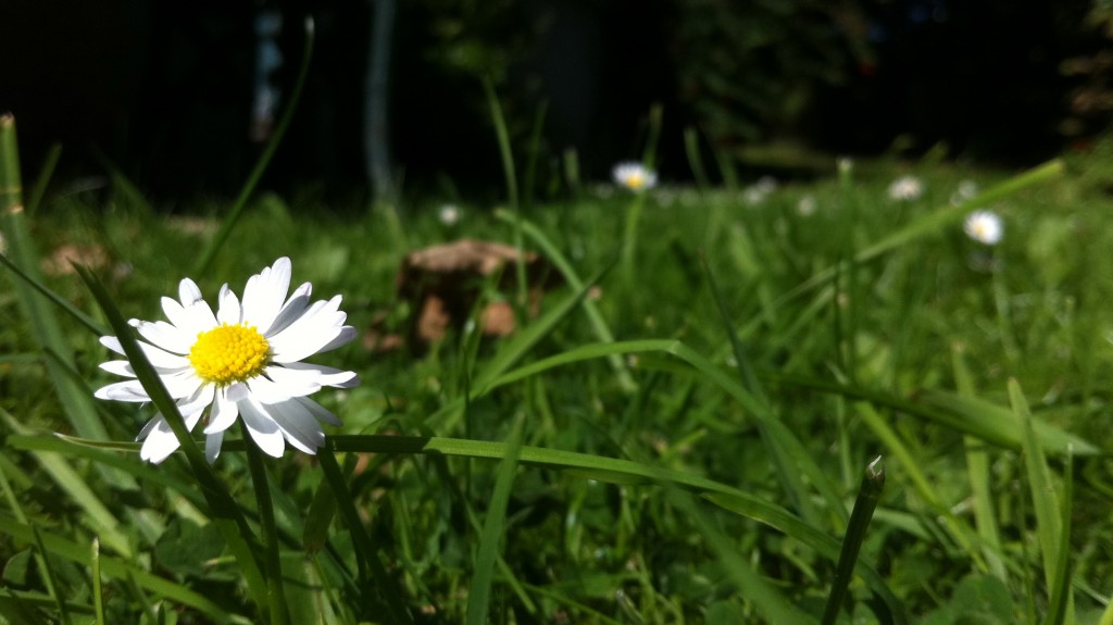 live blog: fields unmowed – Michael Nassar