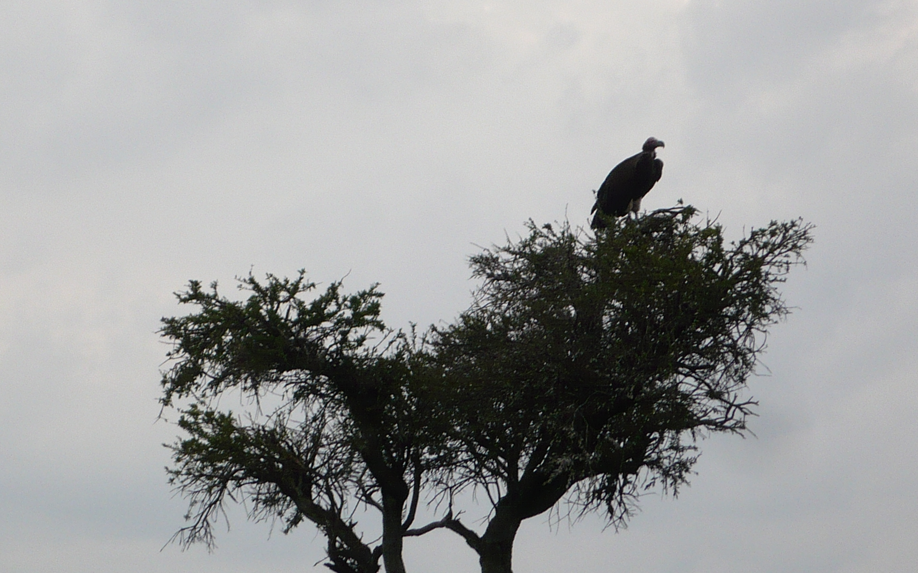 lone vulture – Michael Nassar