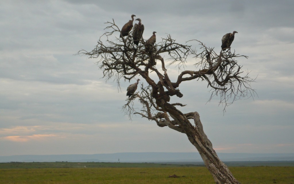 pecking order – Michael Nassar