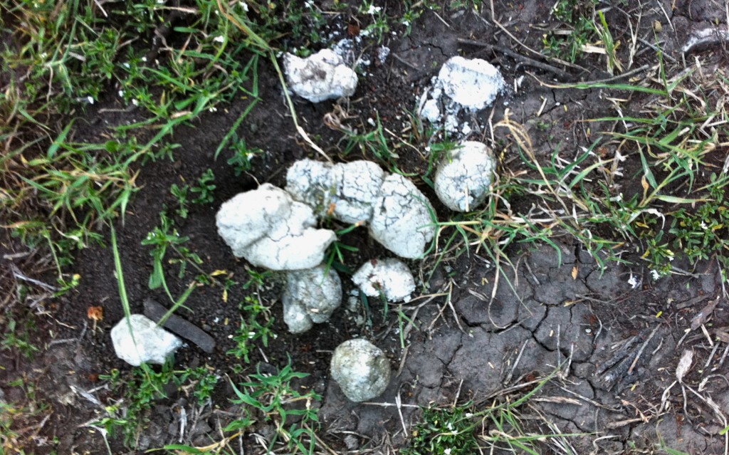 scat fact of the day – Michael Nassar