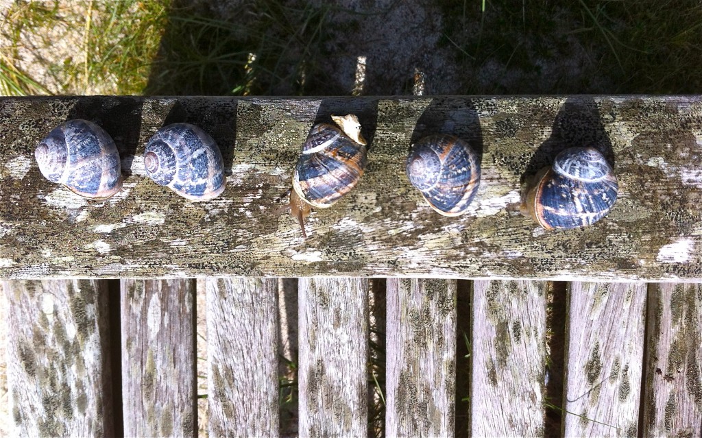 snails on parade – Michael Nassar