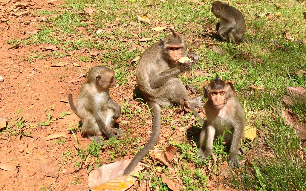 monkey see, monkey do – Michael Nassar