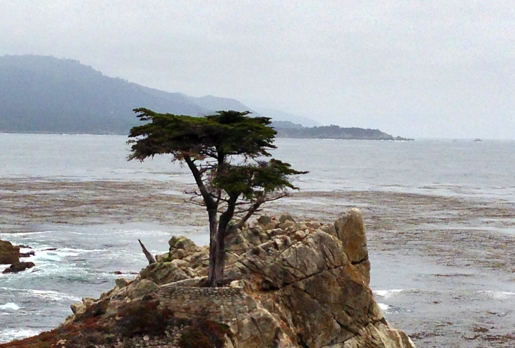 lone cypress – Michael Nassar